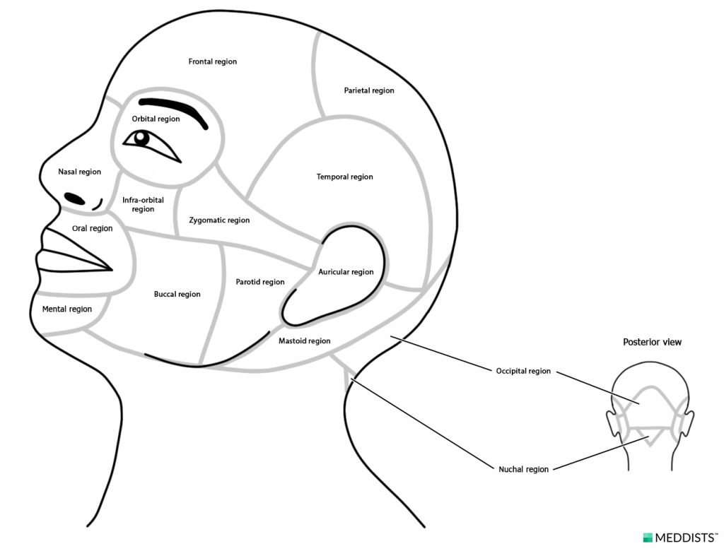 Temporal Region Meddists