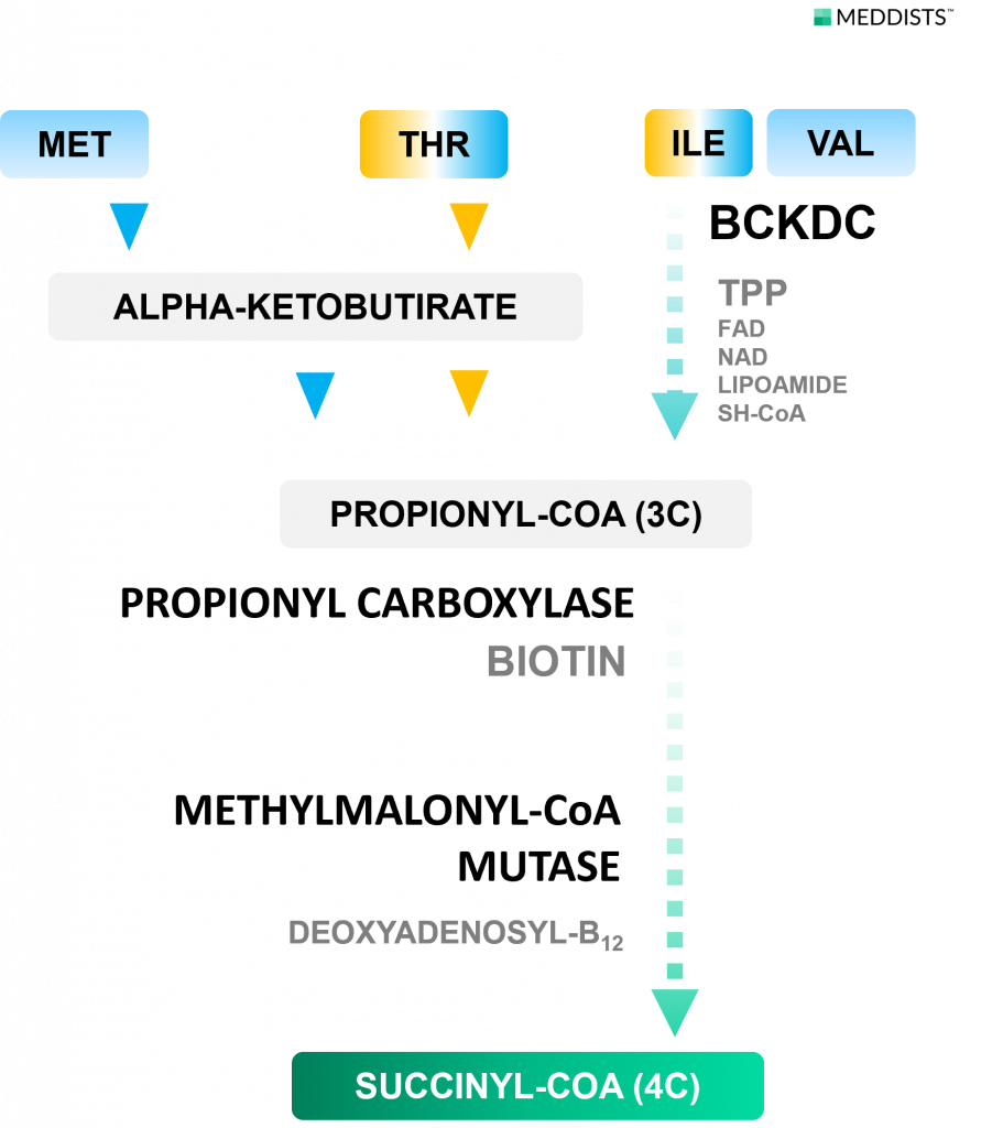 Propionyl Coa Pathway
