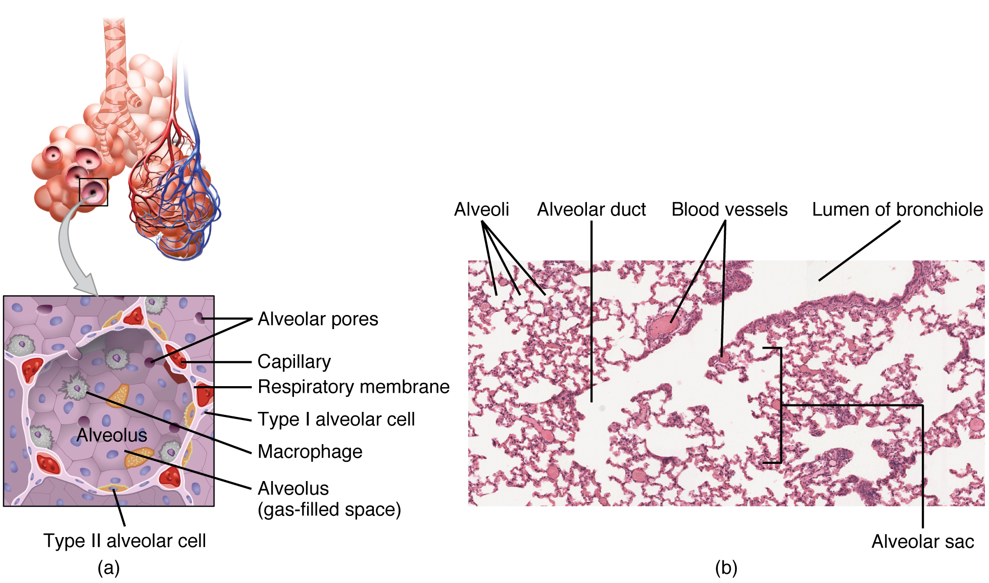 Histologia Do Ducto Alveolar