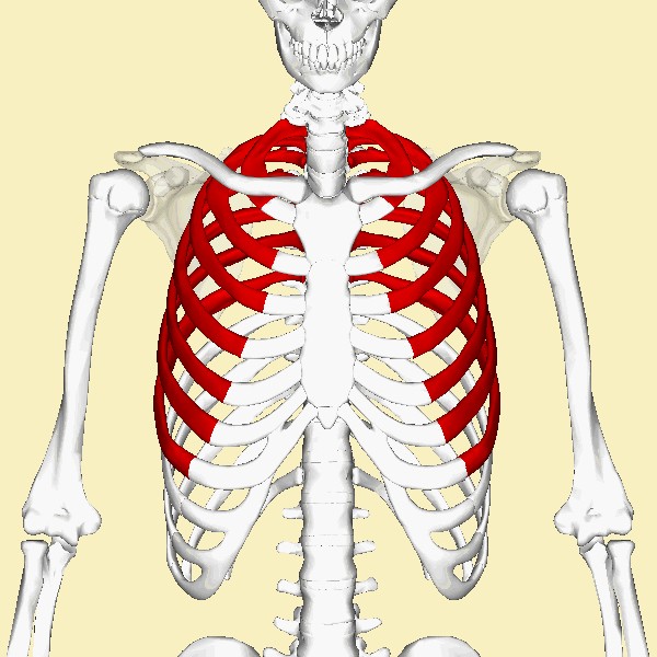 Ribs Meddists Ribs Meddists