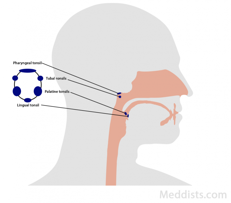 Waldeyers Ring Diagram